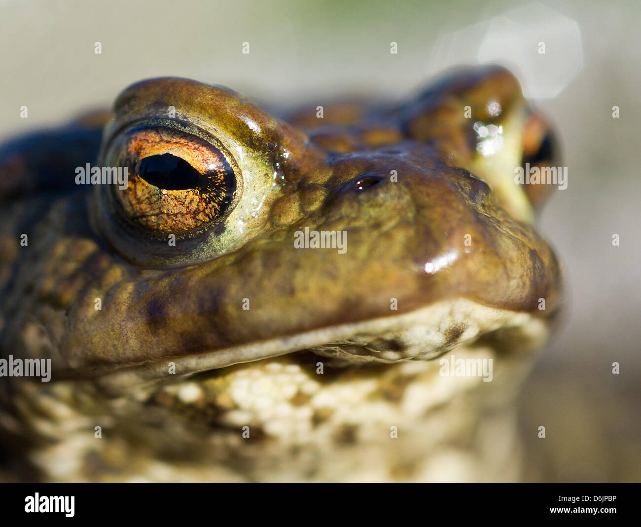 A frog sits in a garden pond in Sieversdorf, Germany, 22 March 2012 ...