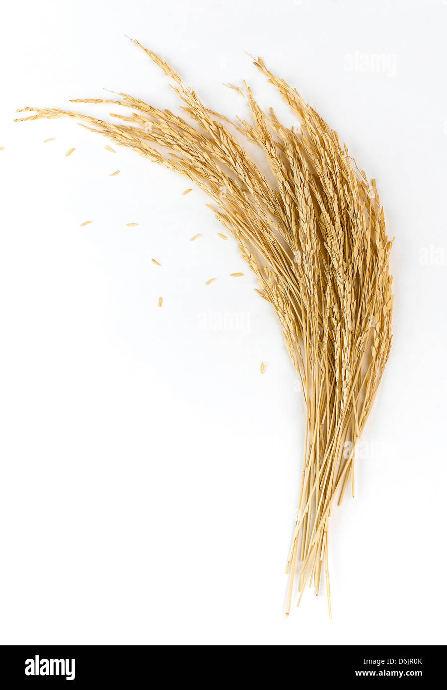 Golden rice spikes Stock Photo - Alamy