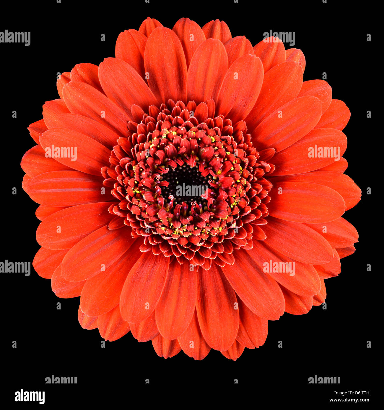 Beautiful Orange Gerbera Flower with Orange Center. Close-up Isolated ...