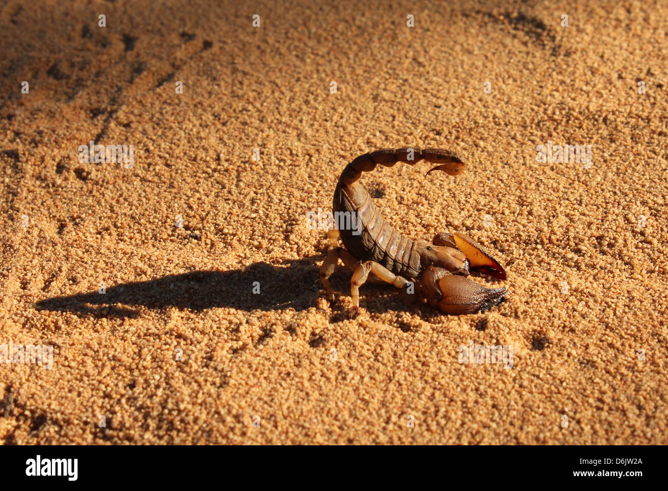 Scorpion sting hi-res stock photography and images - Alamy