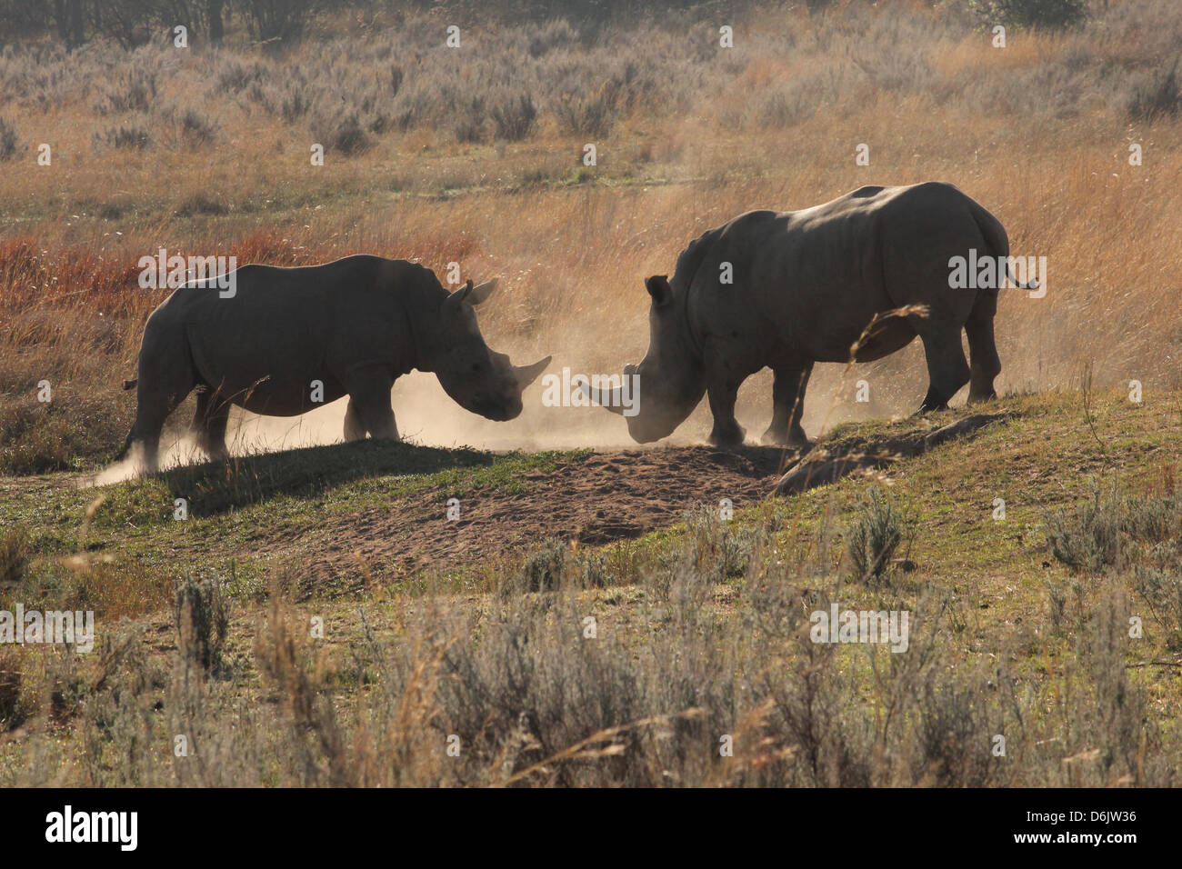 Rhino safari hi-res stock photography and images - Alamy