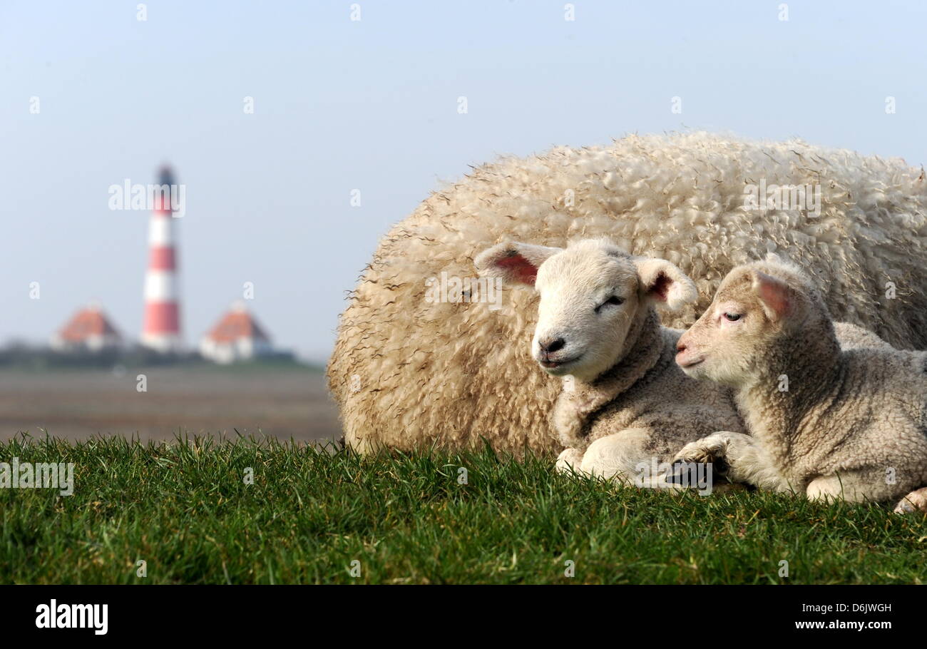 Two lamb lie in the morning sun on the North Sea dike near Westerhever ...