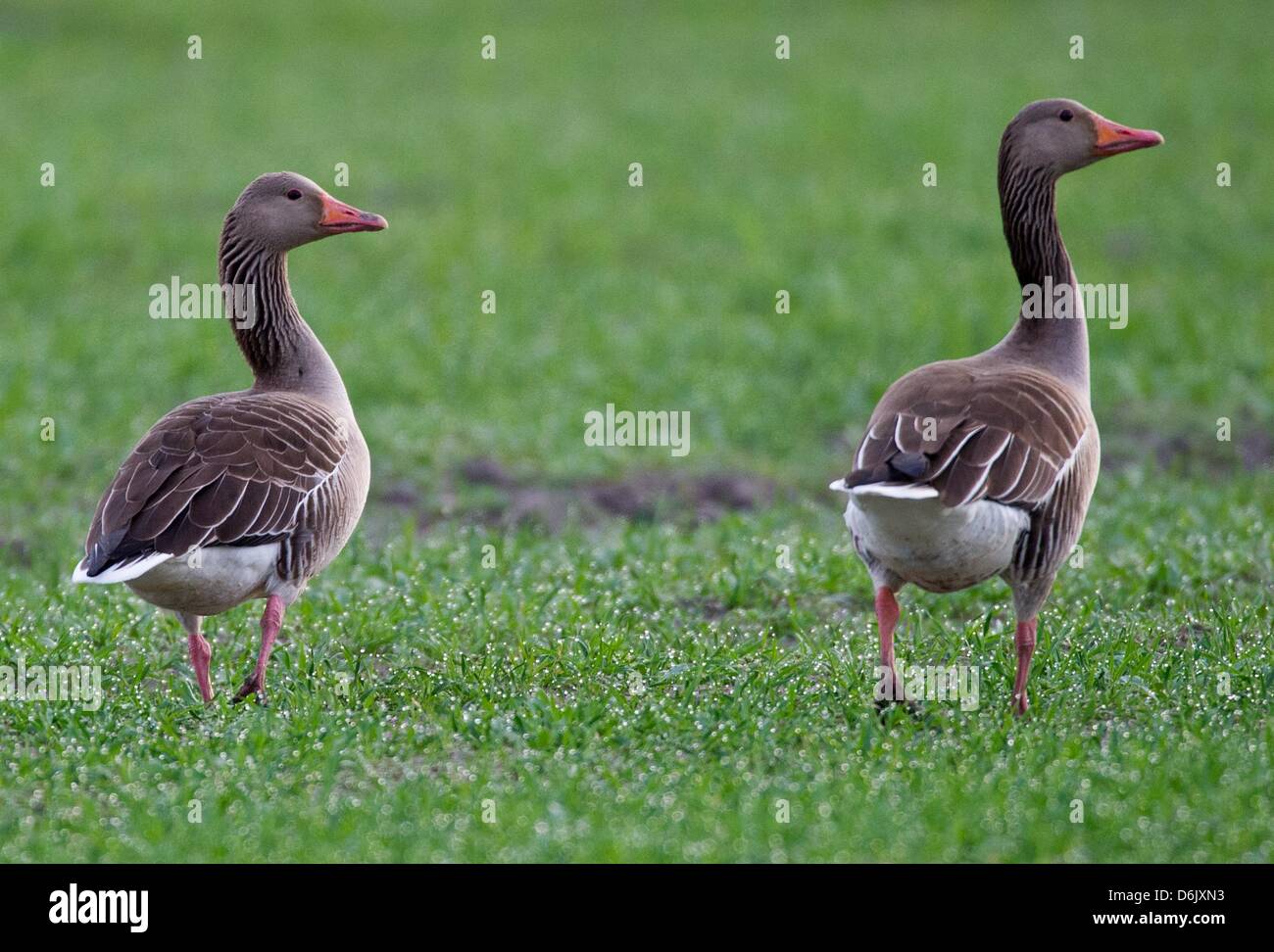 Two wild geese walk along a wet field near Storkow, Germany, 19 April ...