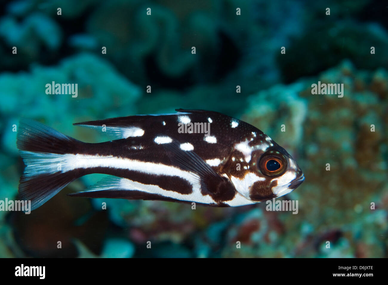 Juvenile midnight snapper, Macolor macularis, Sulawesi Indonesia Stock ...