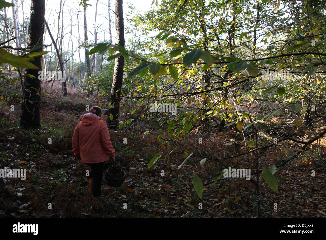 sunny fall in the chestnut wood Stock Photo - Alamy