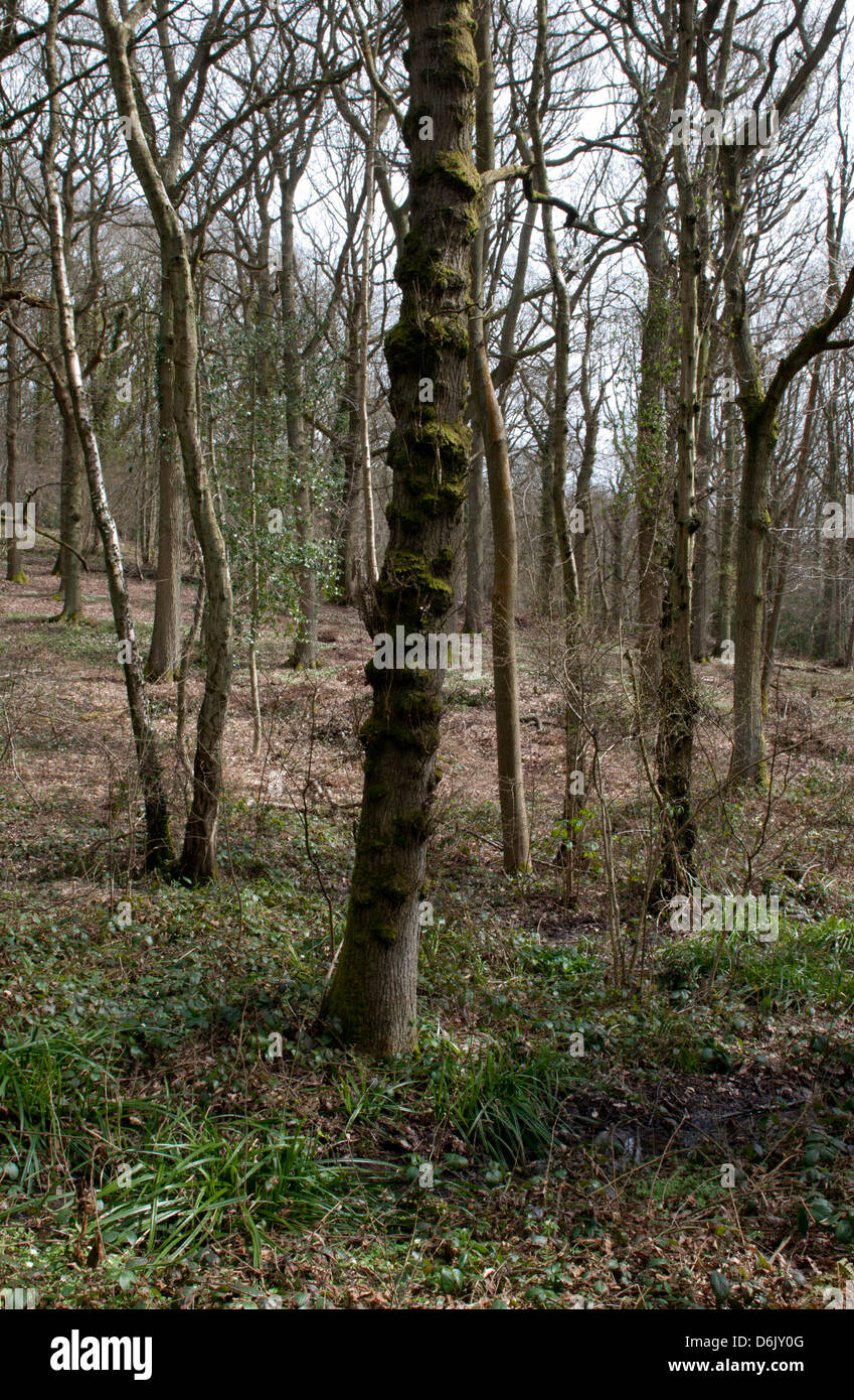 Rough Hill Wood nature reserve, Warwickshire, UK Stock Photo - Alamy