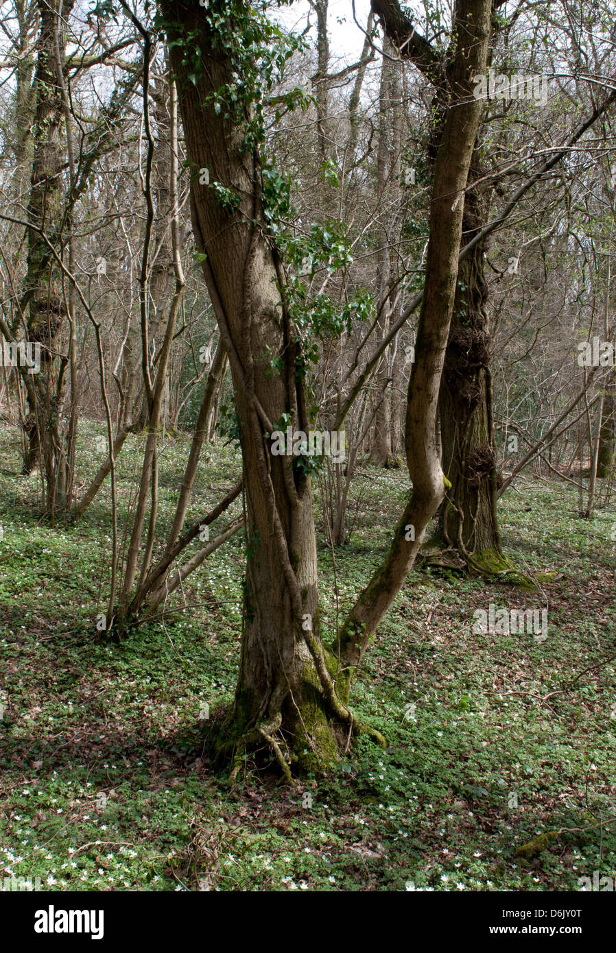Rough Hill Wood nature reserve, Warwickshire, UK Stock Photo - Alamy