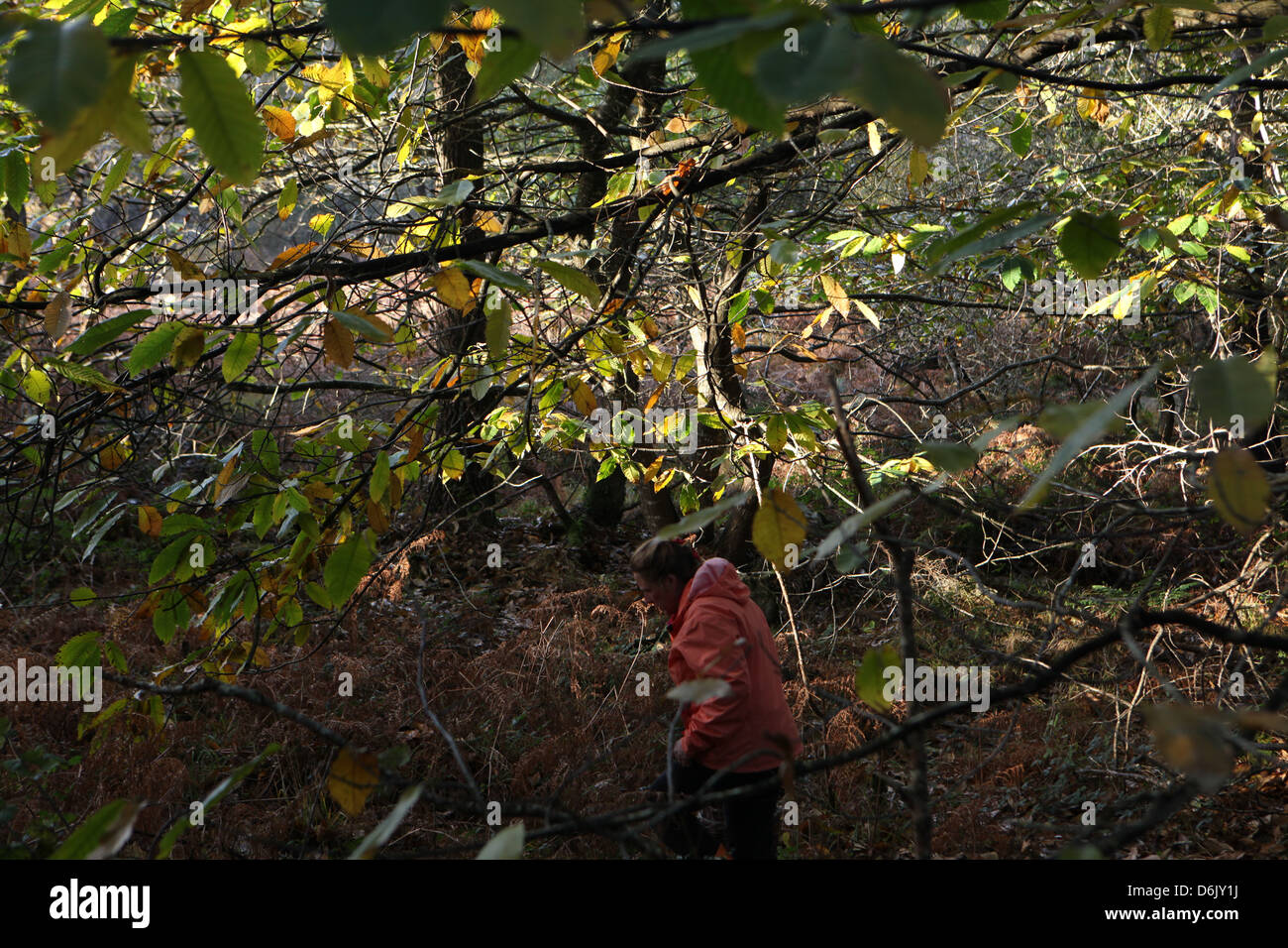 sunny fall in the chestnut wood Stock Photo - Alamy