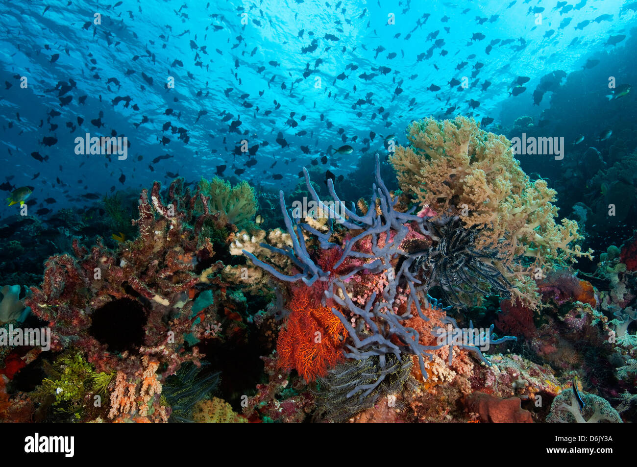 Colorful reef scenic with red tooth triggerfishes Sulawesi Indonesia ...