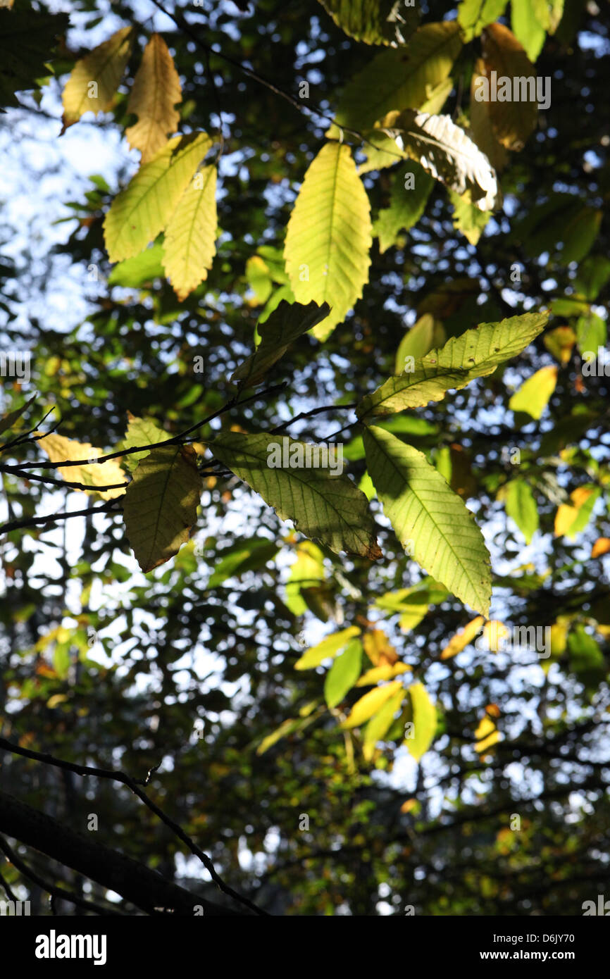 sunny fall in the chestnut wood Stock Photo - Alamy