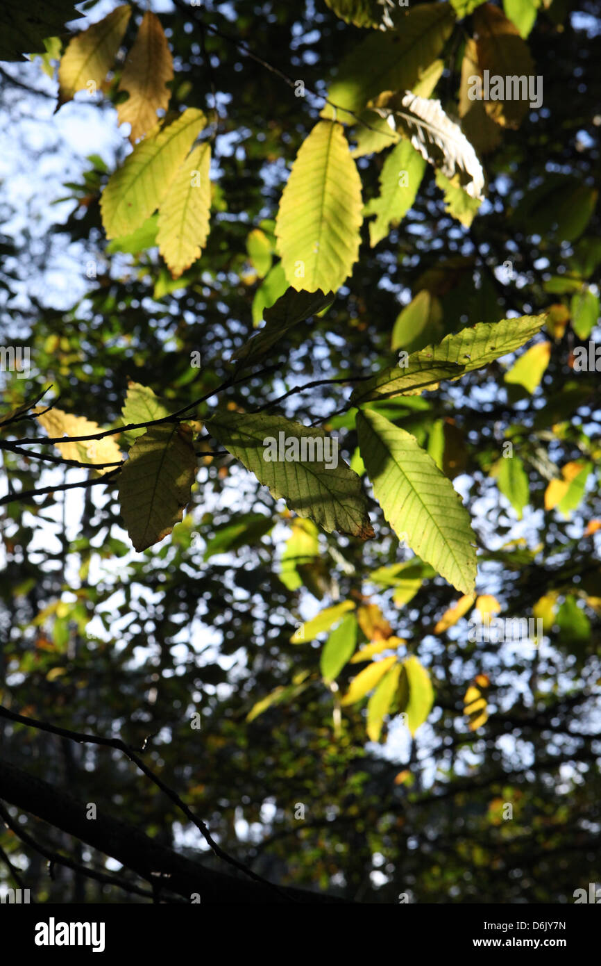 sunny fall in the chestnut wood Stock Photo - Alamy