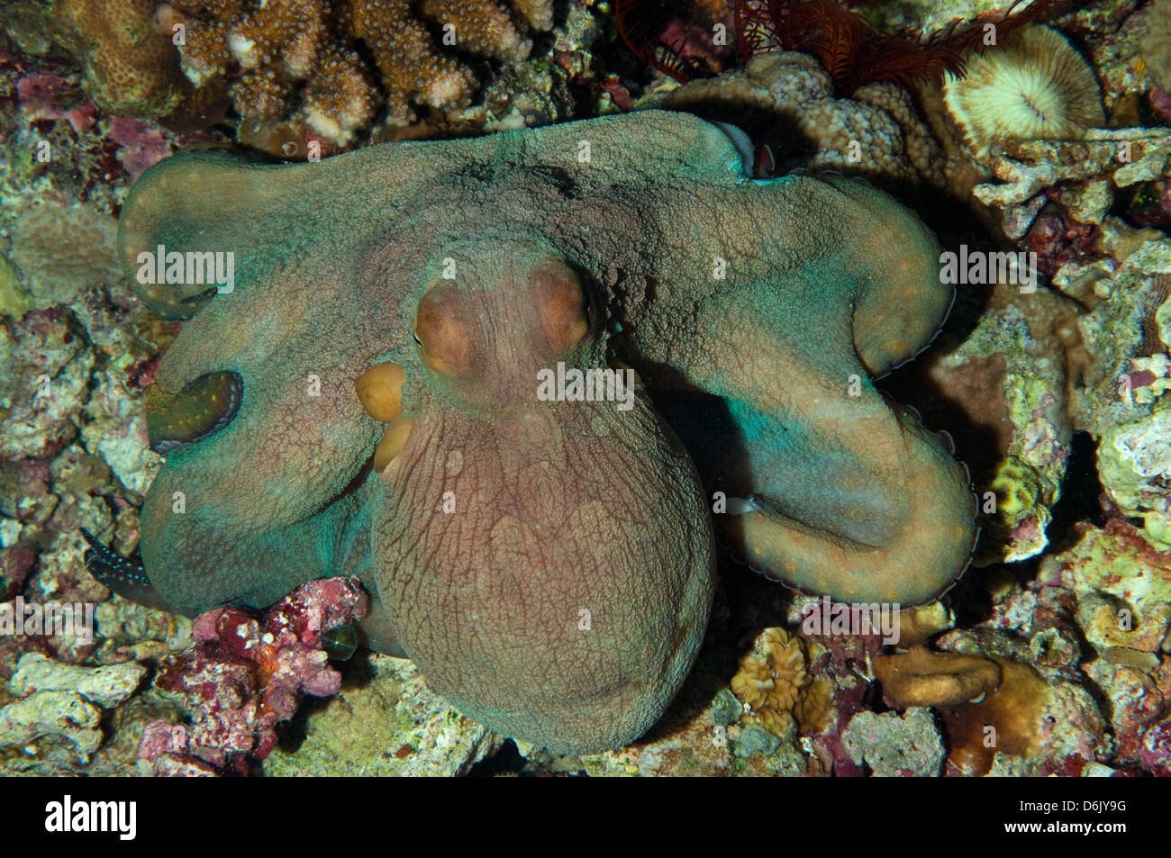 Hunting at night hi-res stock photography and images - Alamy