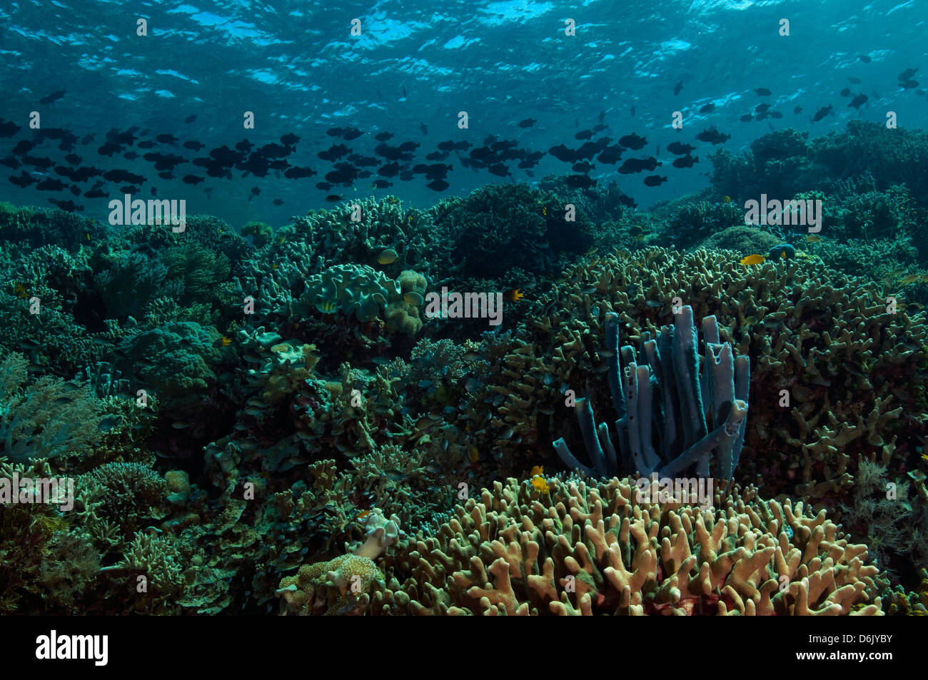 Colorful reef scenic with red tooth triggerfishes Sulawesi Indonesia ...