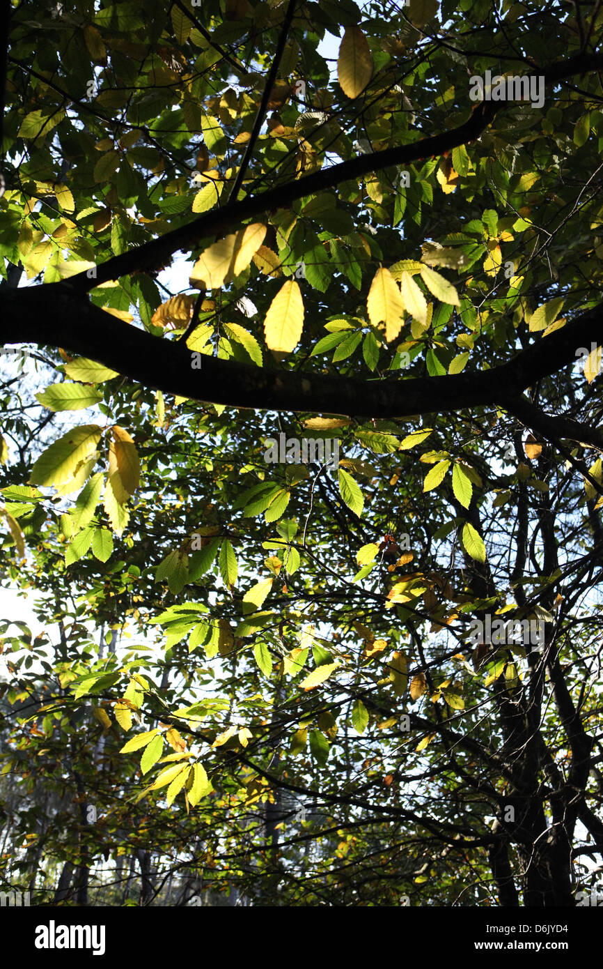 sunny fall in the chestnut wood Stock Photo - Alamy