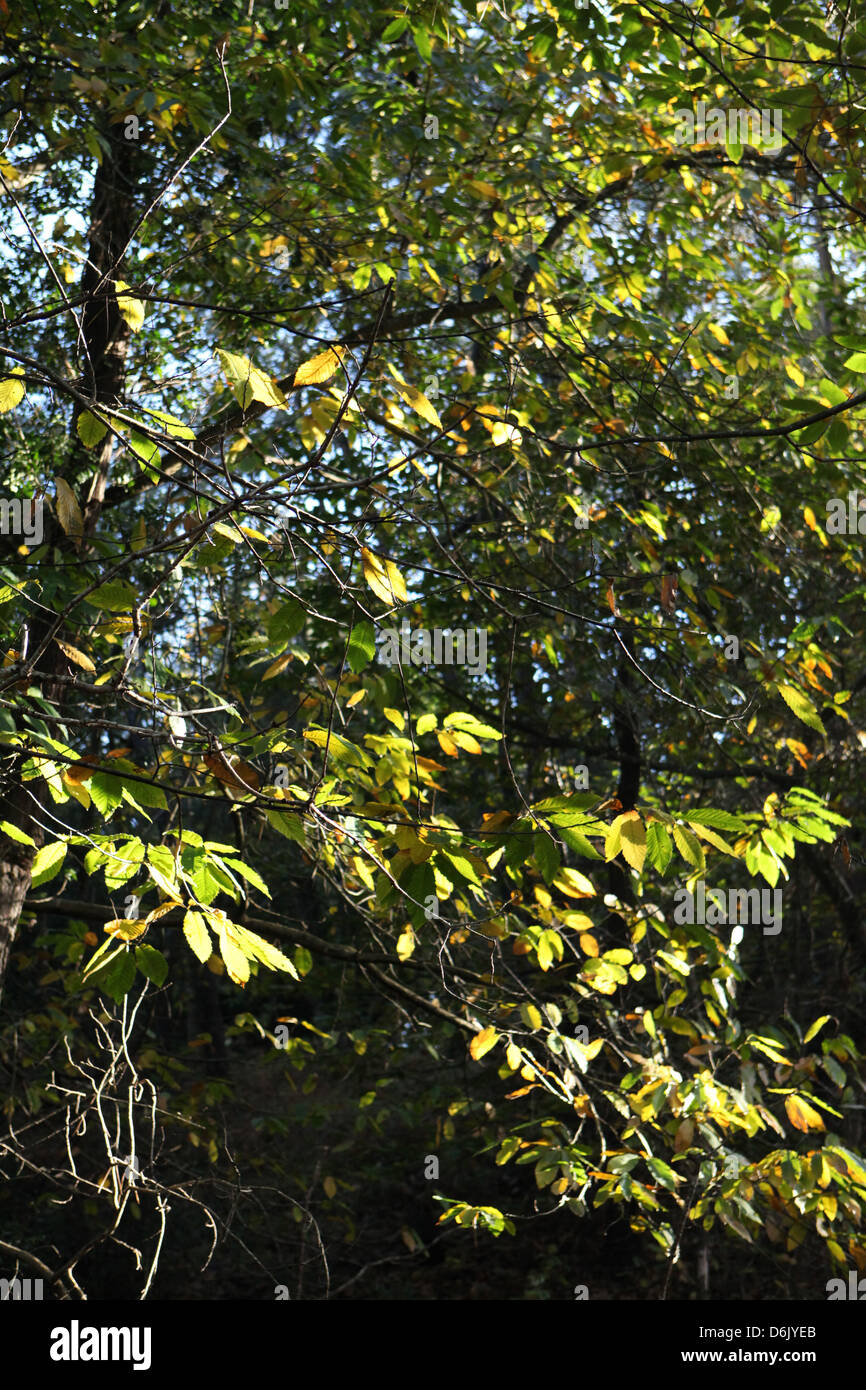 sunny fall in the chestnut wood Stock Photo - Alamy