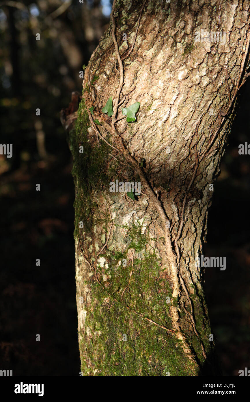 sunny fall in the chestnut wood Stock Photo - Alamy