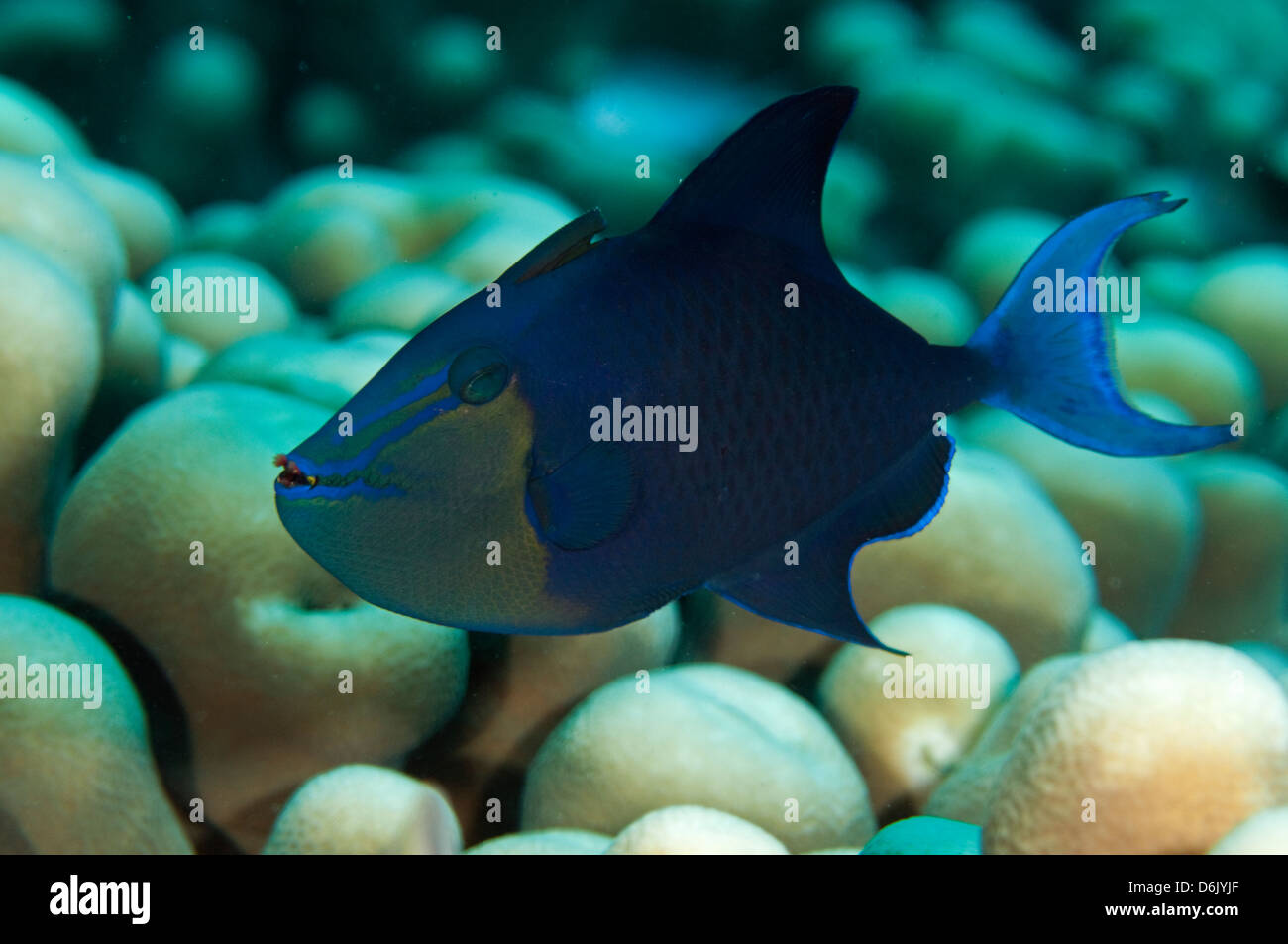 Portrait of red tooth triggerfish, Odonus niger, Sulawesi Indonesia ...