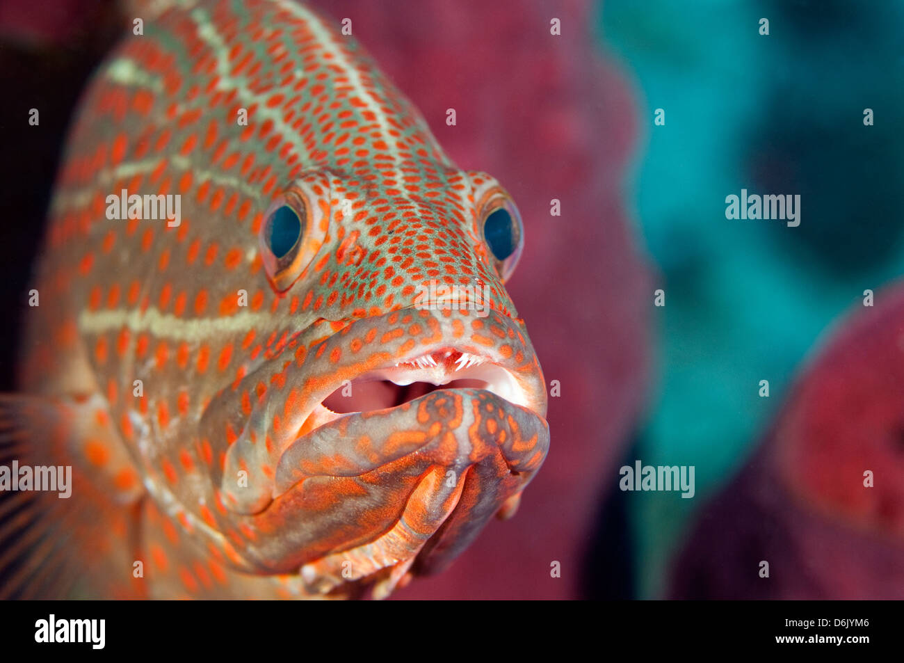 Slender grouper, Anyperodon leucogrammicus, Sulawesi Indonesia Stock ...