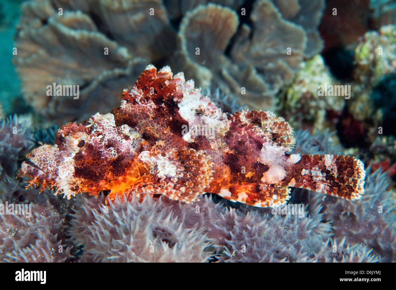 Tassled scorpionfish, Scorpaenopsis oxycephala, Sulawesi Indonesia ...