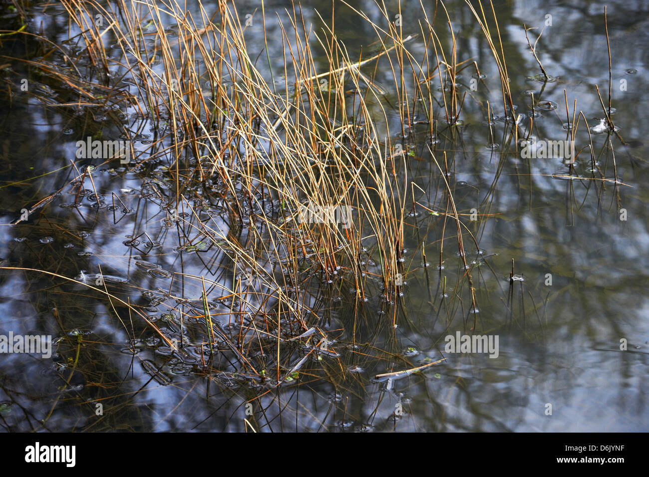 Lakeside reeds and water reflexions Stock Photo - Alamy