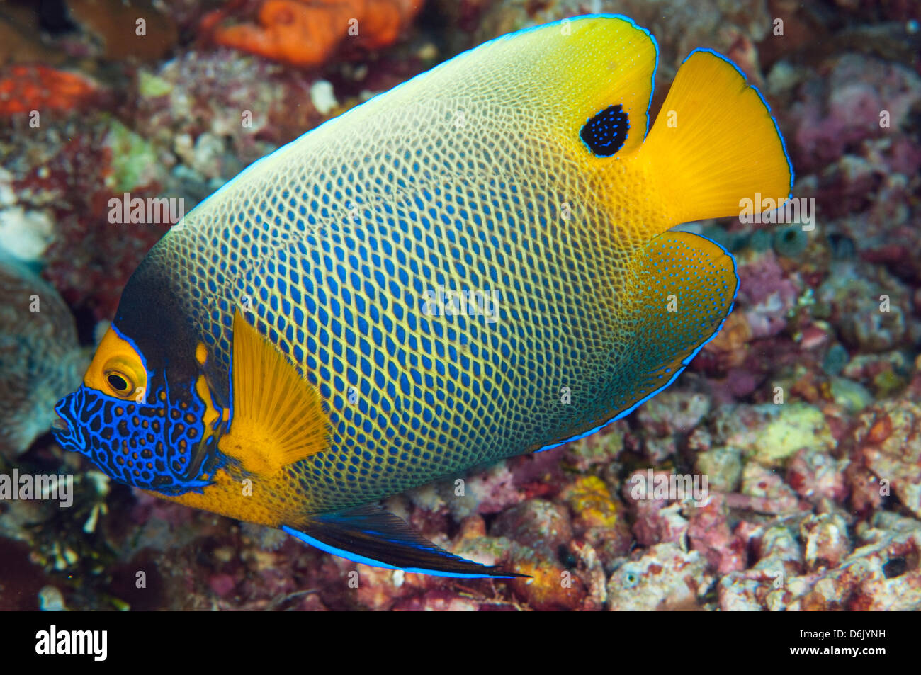 Yellowmask angelfish, Pomacanthus xanthometopon, Sulawesi Indonesia ...