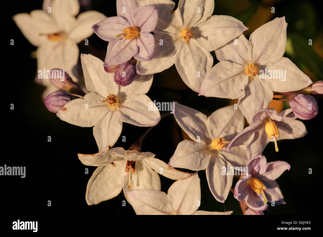 White and blue Solanum jaminoïde flowers in the fall garden at sunset ...