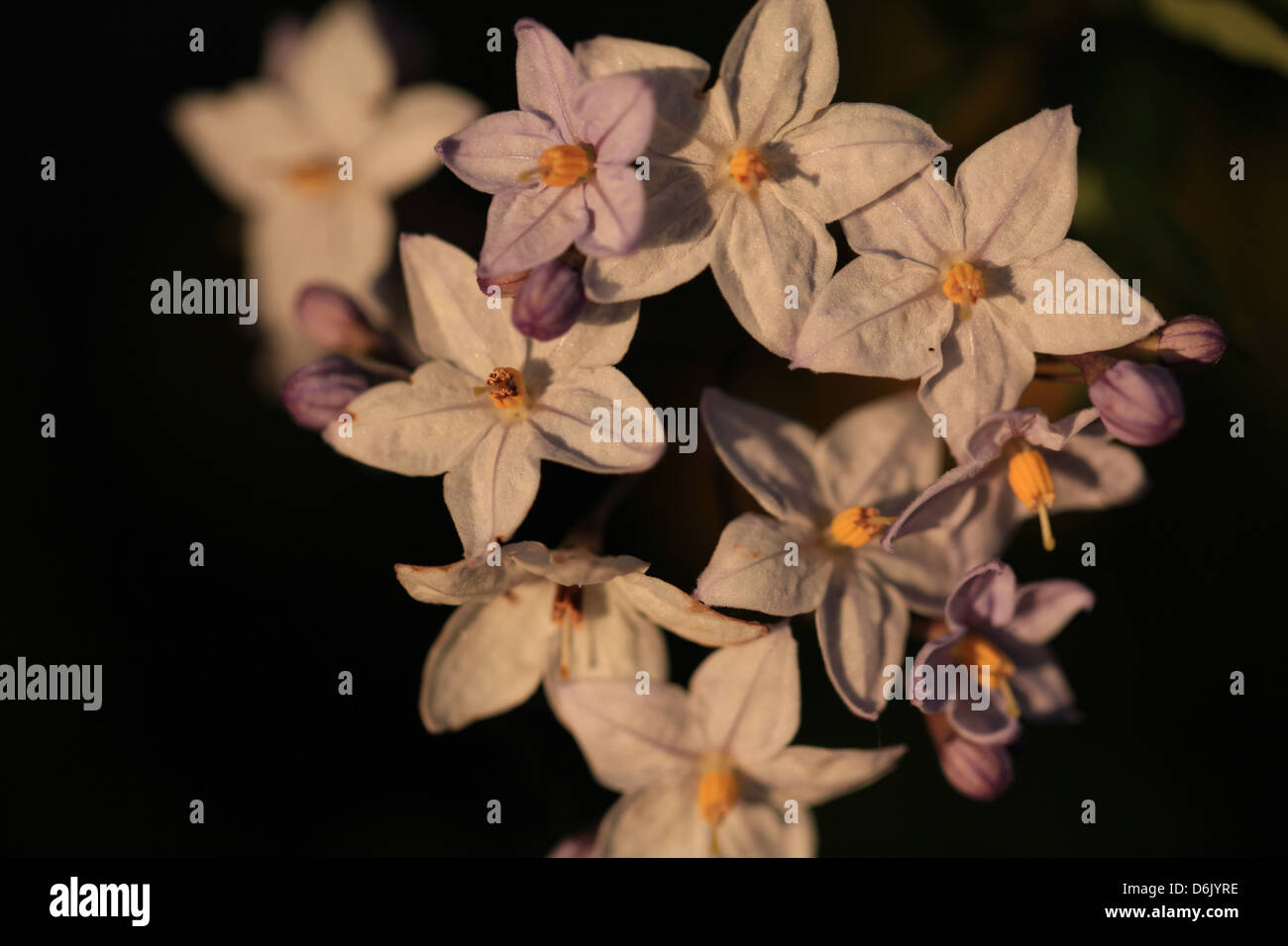 White and blue Solanum jaminoïde flowers in the fall garden at sunset ...