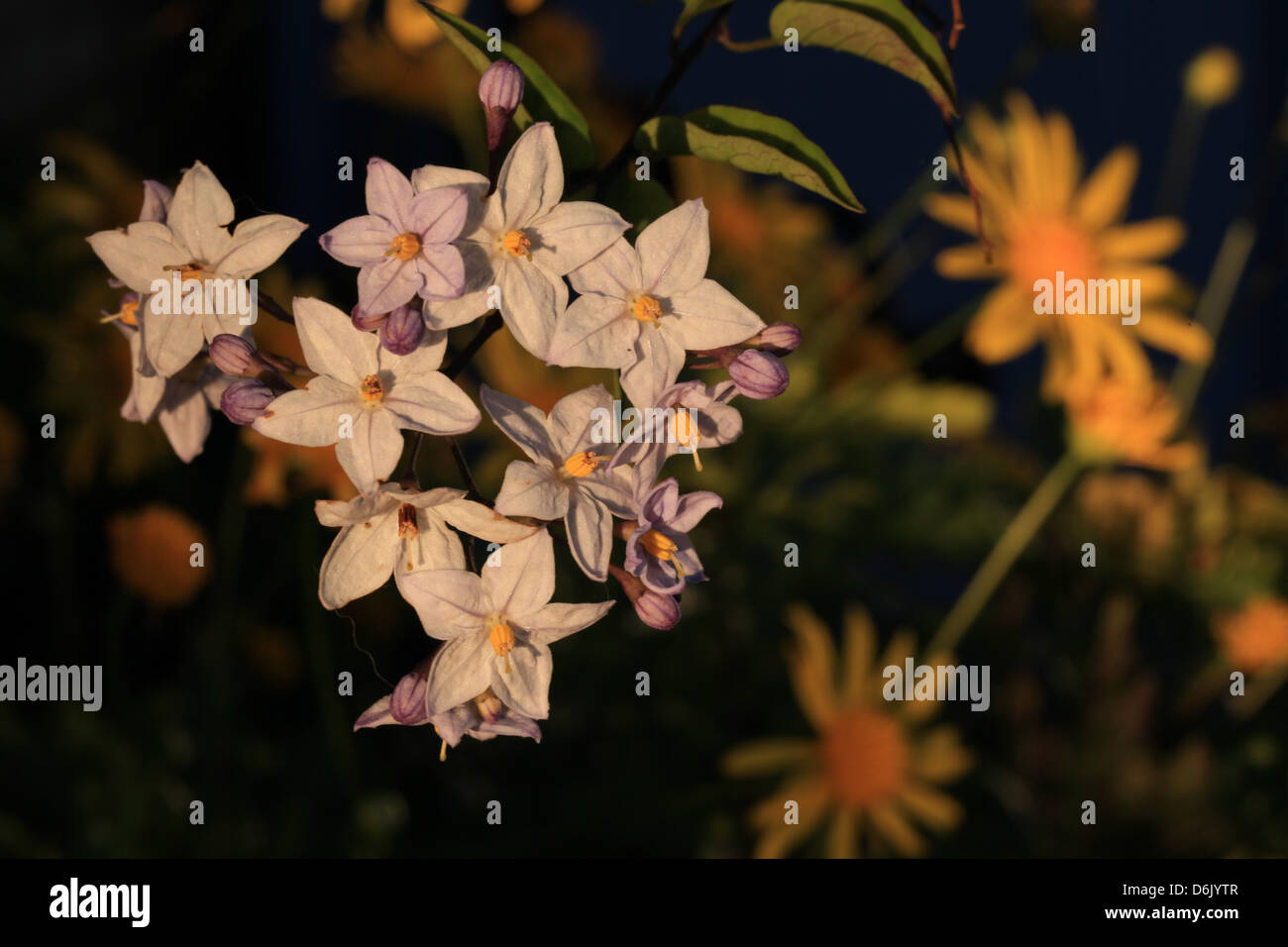 White and blue Solanum jaminoïde flowers in the fall garden at sunset ...