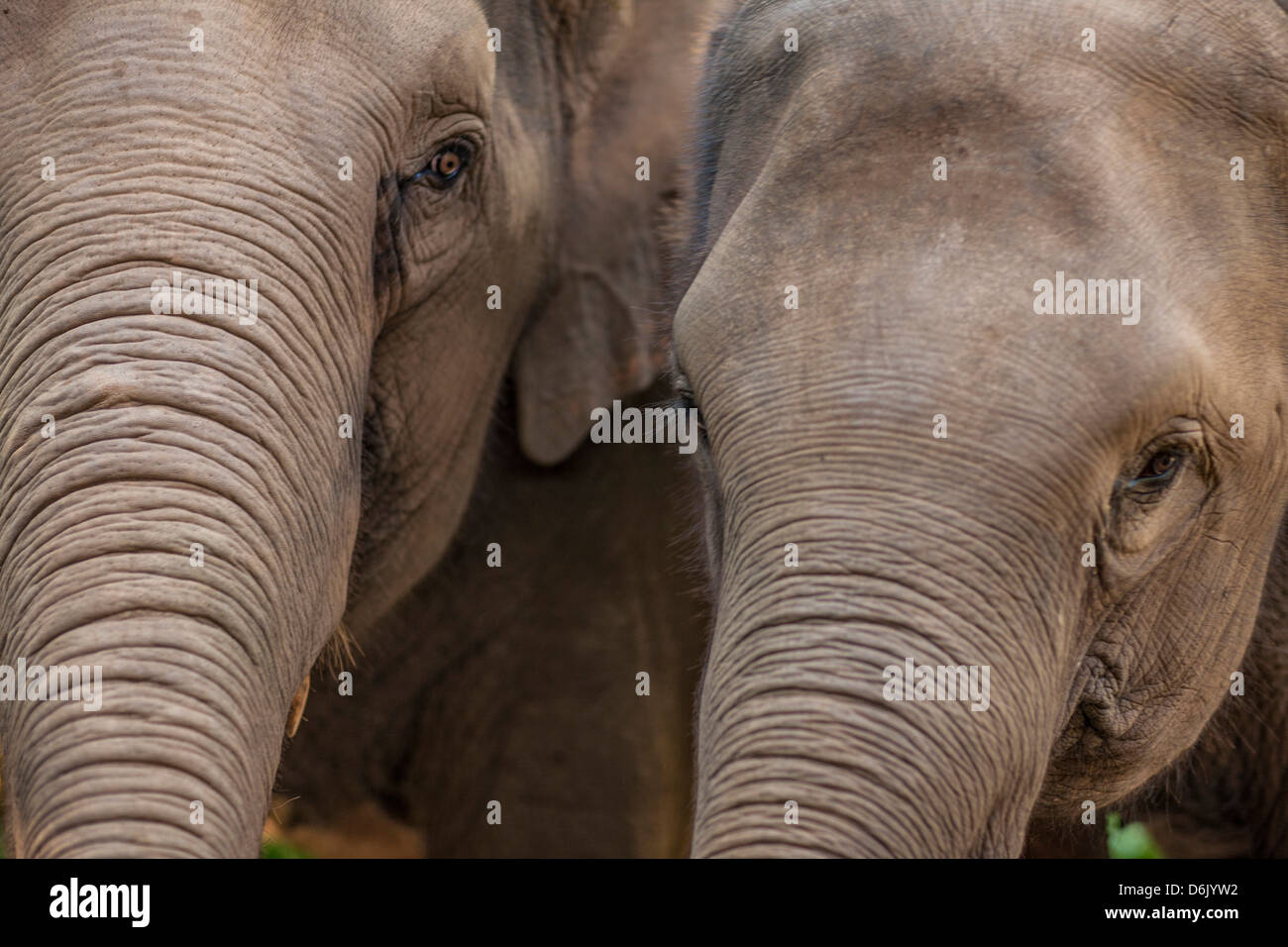 Elephants trunk asia hi-res stock photography and images - Alamy