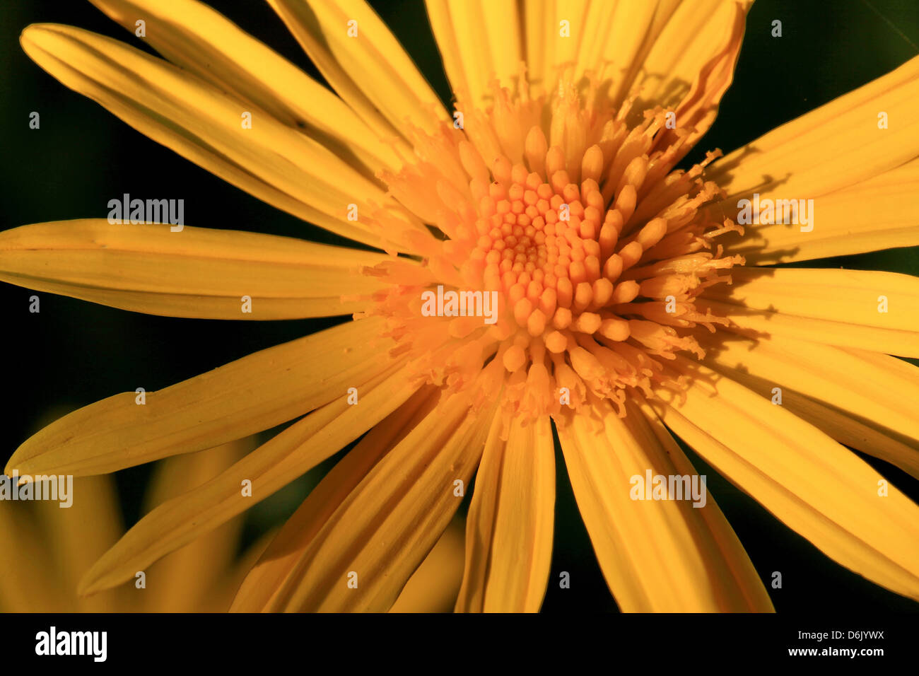 Euryops flowers in the sunset Stock Photo - Alamy