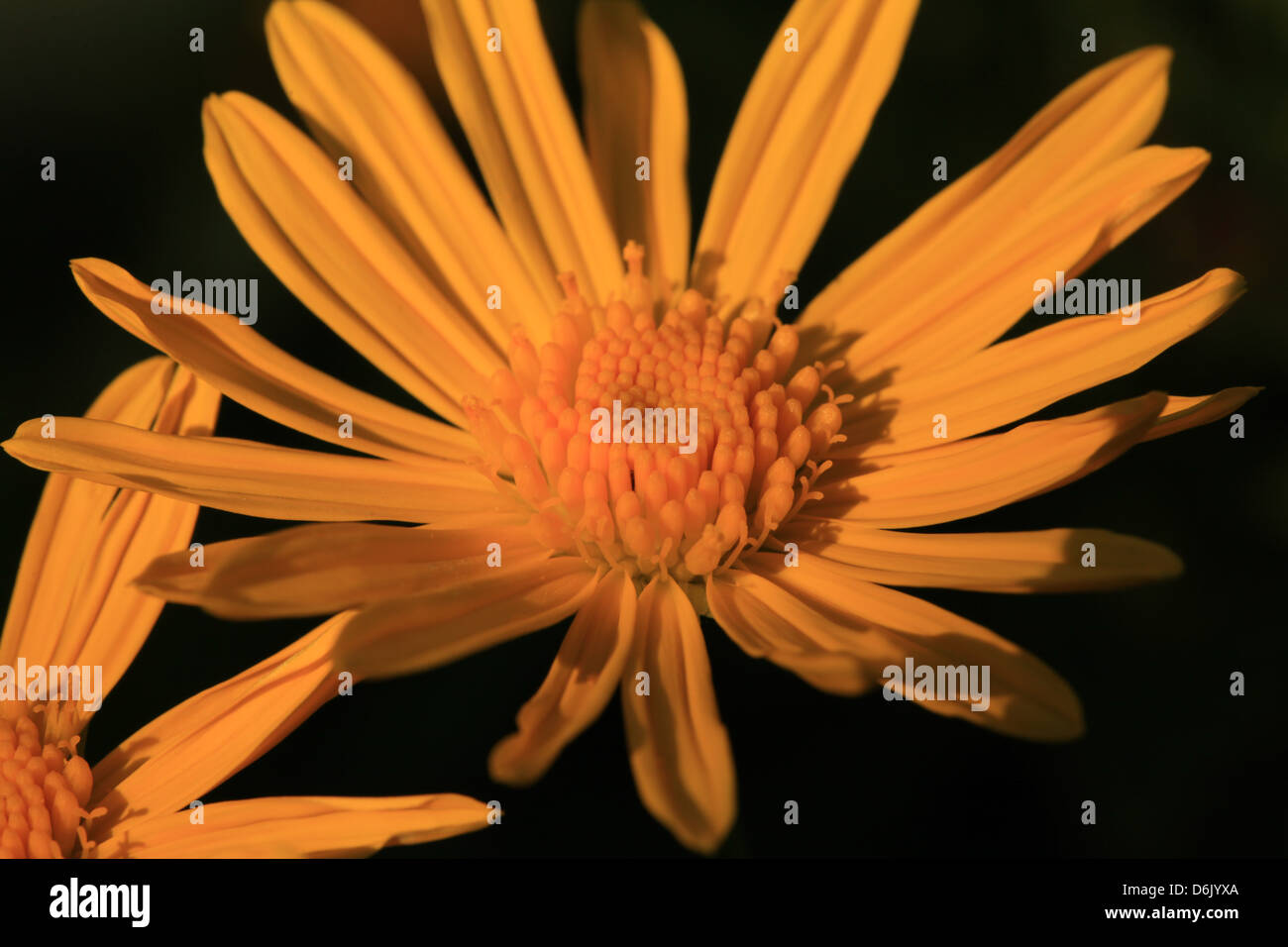 Euryops flowers in the sunset Stock Photo - Alamy