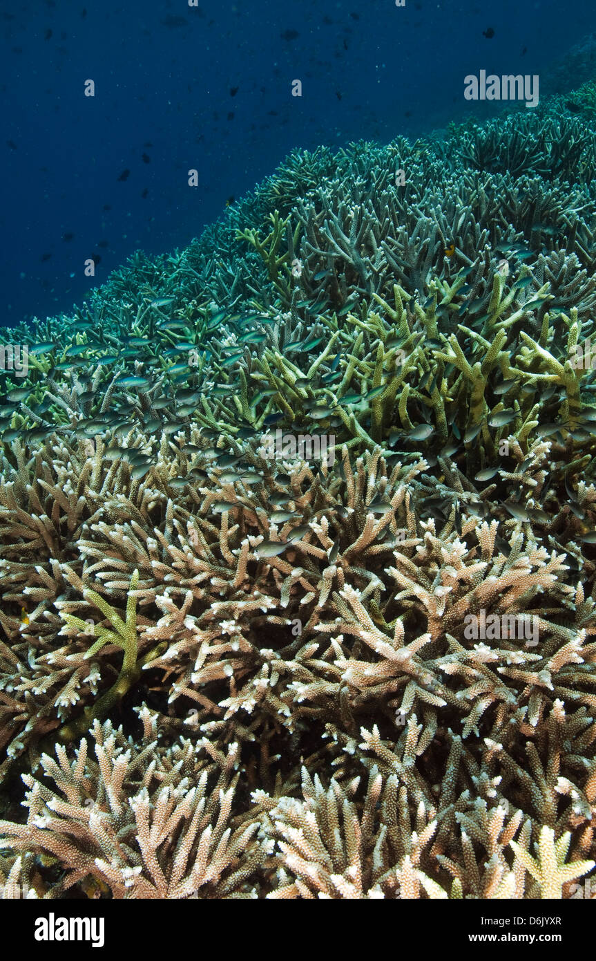 Wakatobi islands – indonesia hi-res stock photography and images - Alamy