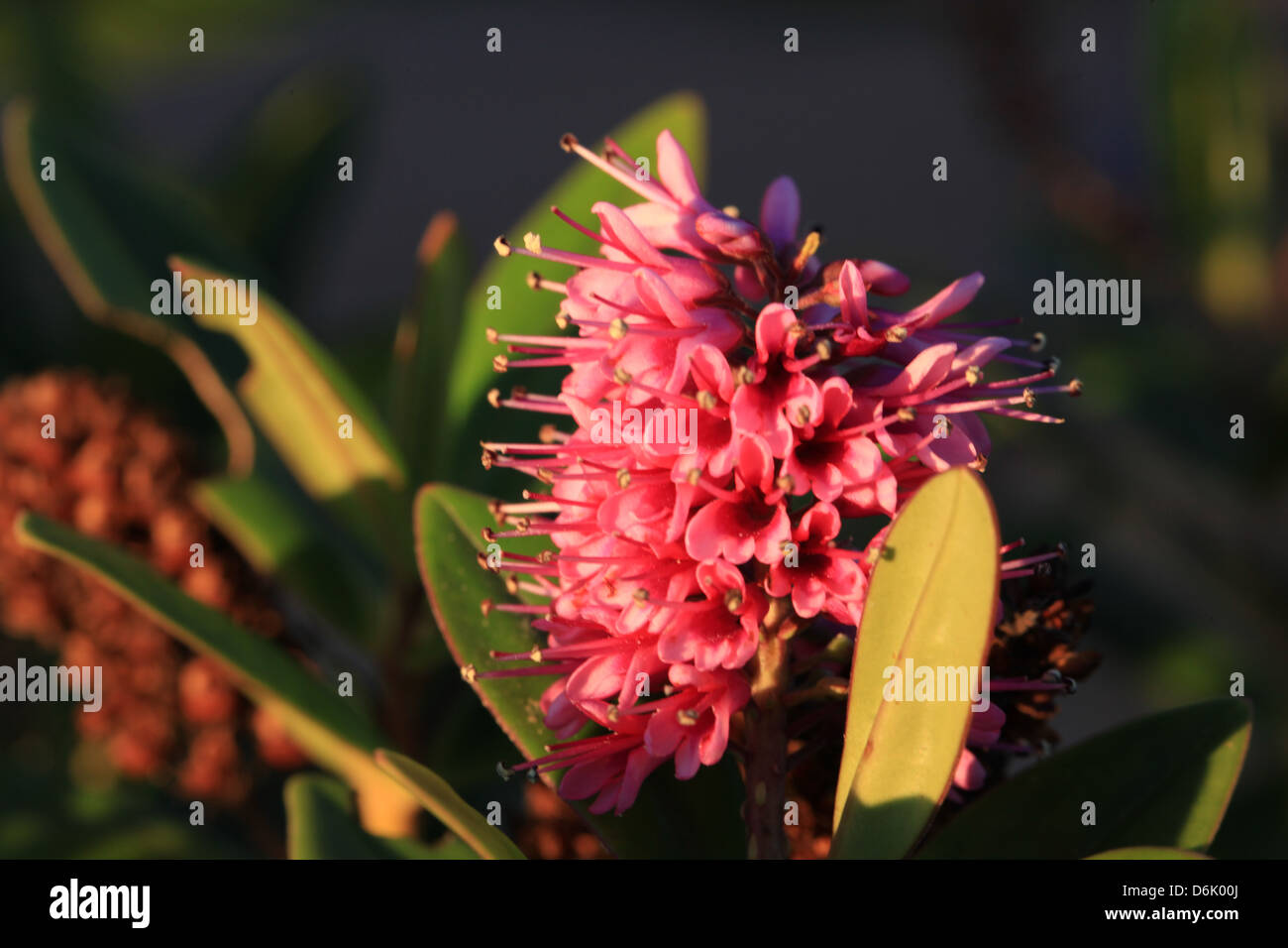 Purple Hebe flowers in the fall garden Stock Photo - Alamy