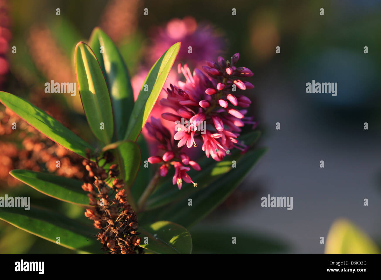 Purple Hebe flowers in the fall garden Stock Photo - Alamy