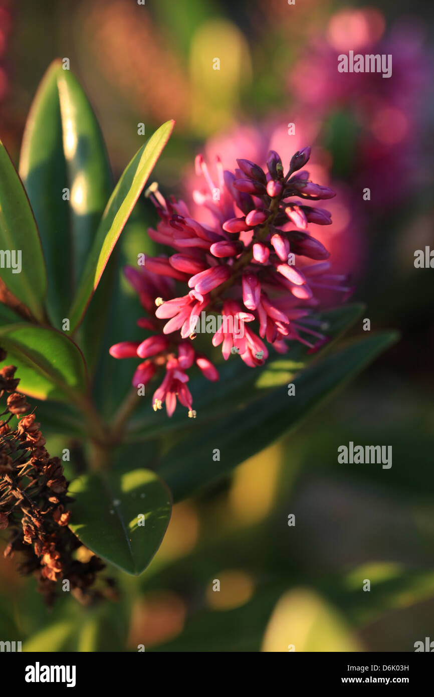 Purple Hebe flowers in the fall garden Stock Photo - Alamy
