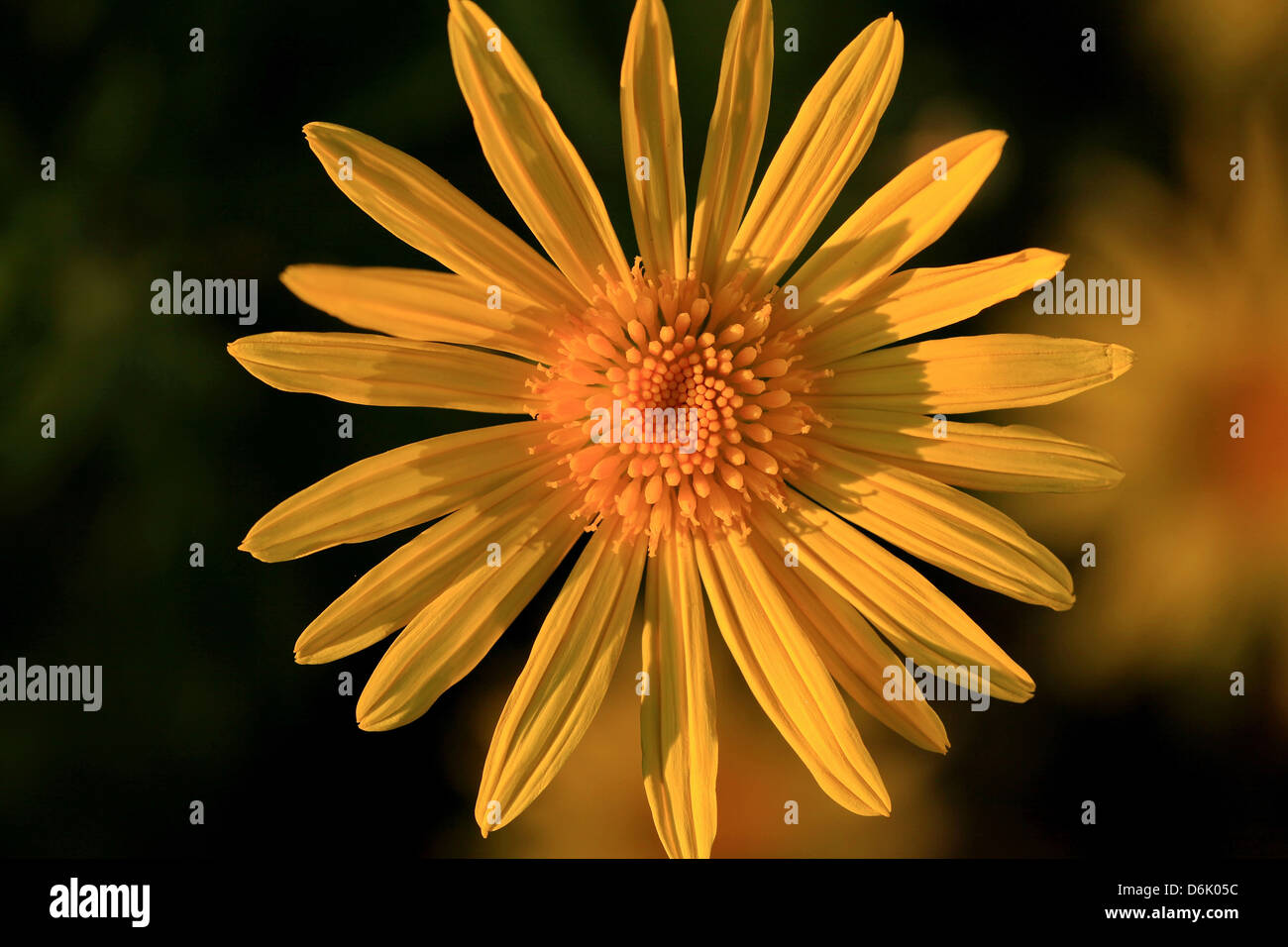 Euryops flowers in the sunset Stock Photo - Alamy