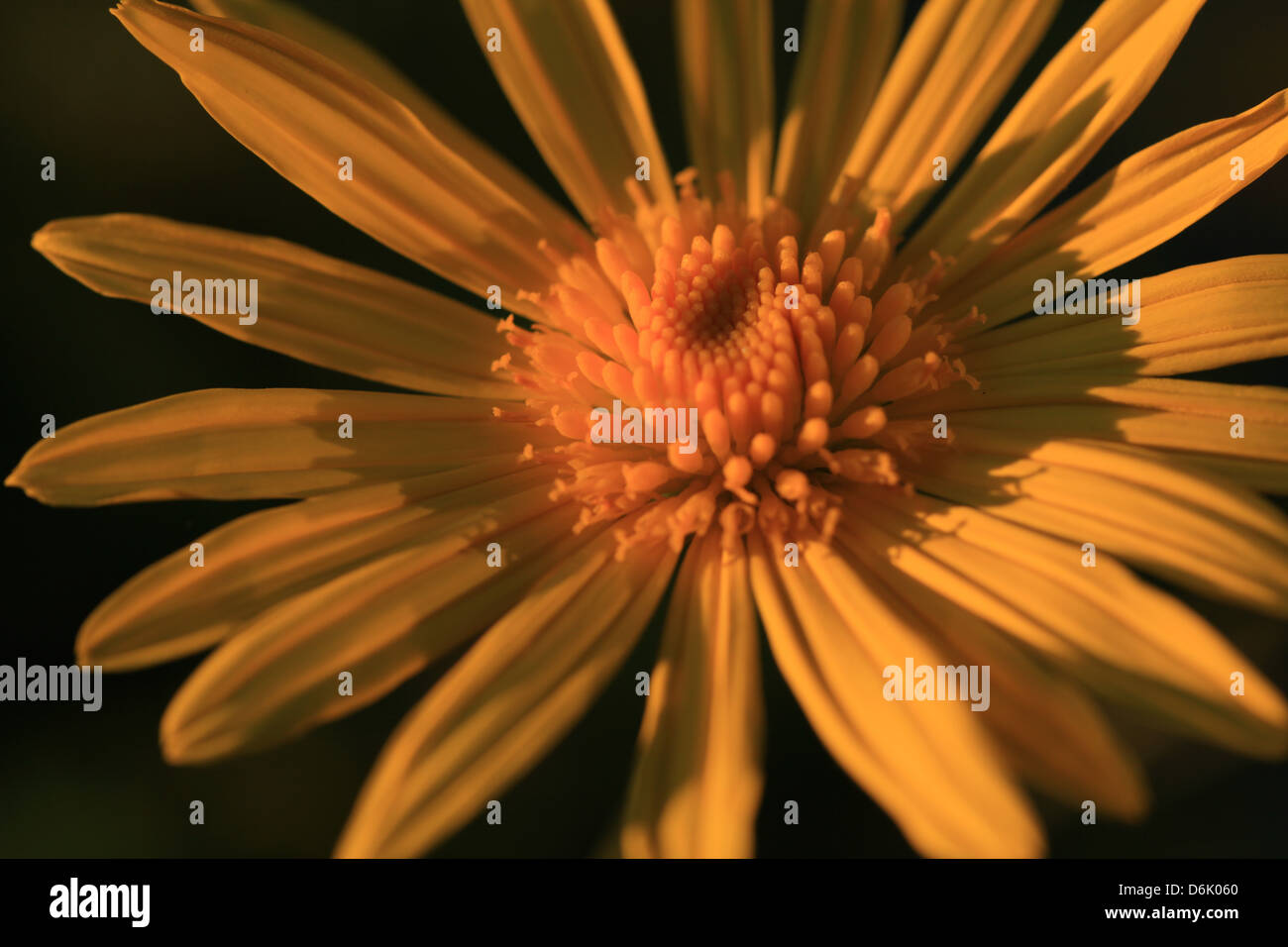 Euryops flowers in the sunset Stock Photo - Alamy