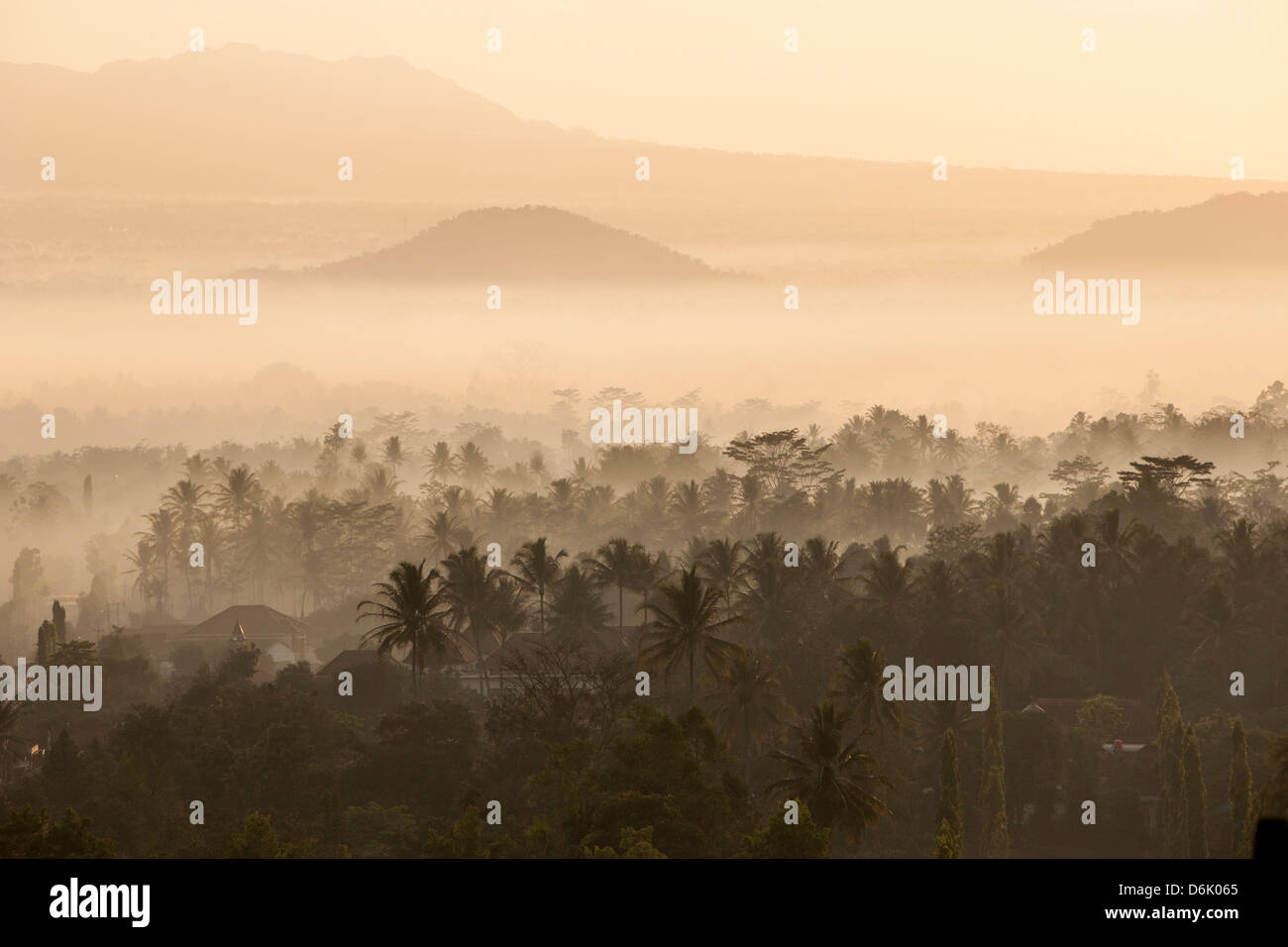 Forest in Java, Indonesia, Southeast Asia, Asia Stock Photo - Alamy