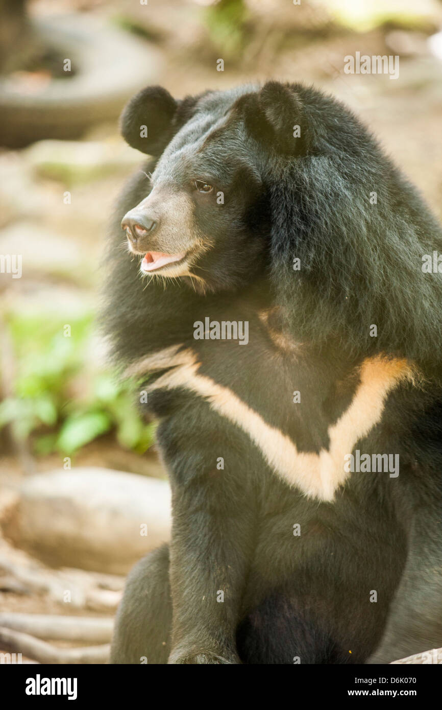 Moon bear sanctuary hi-res stock photography and images - Alamy