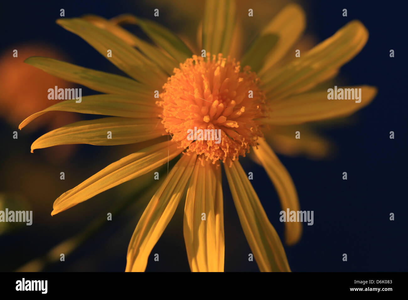 Euryops flowers in the sunset Stock Photo - Alamy