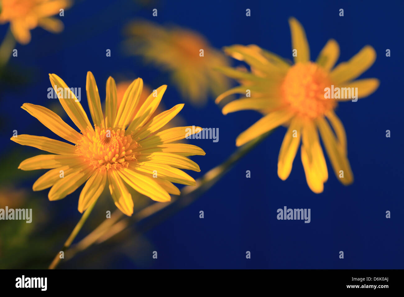 Euryops flowers in the sunset Stock Photo - Alamy