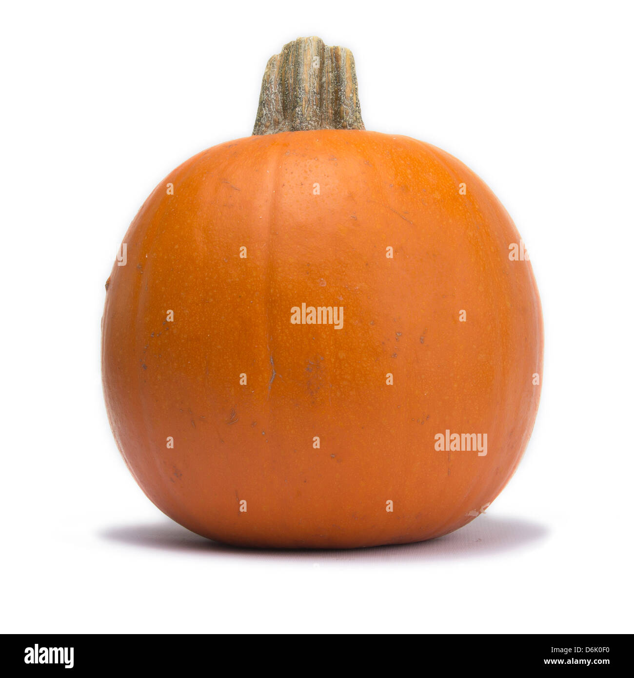 Single pumpkin isolated on white background with light shadow Stock ...