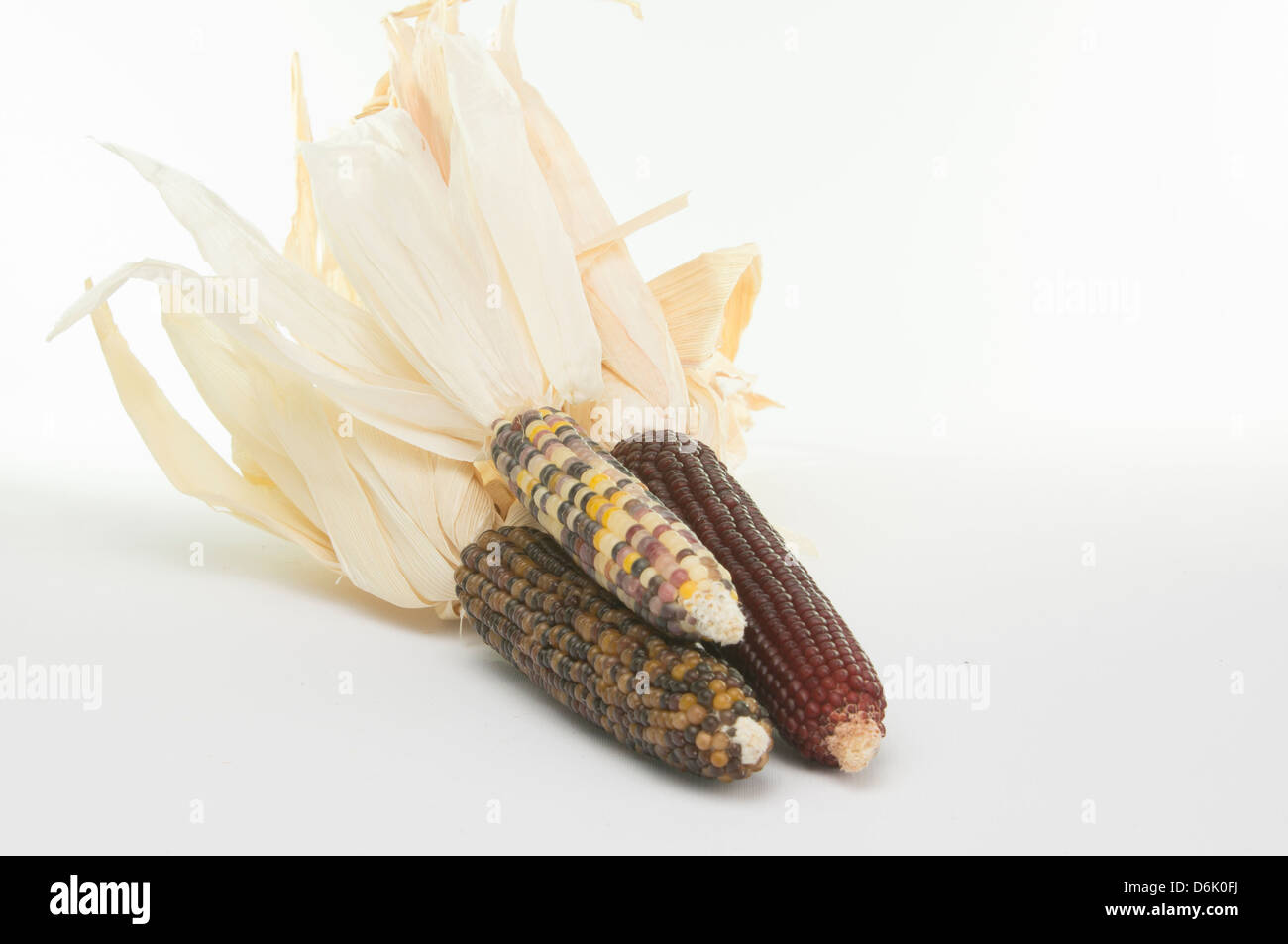 Studio shot of Indian Corn (maize) isoalted on white background with ...