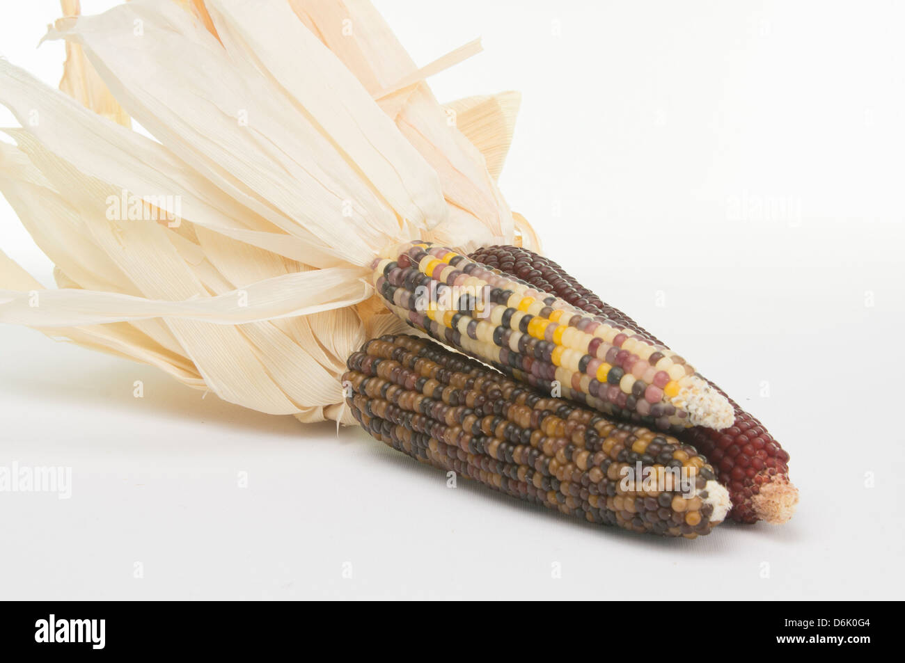 Studio shot of Indian Corn (maize) isoalted on white background with ...