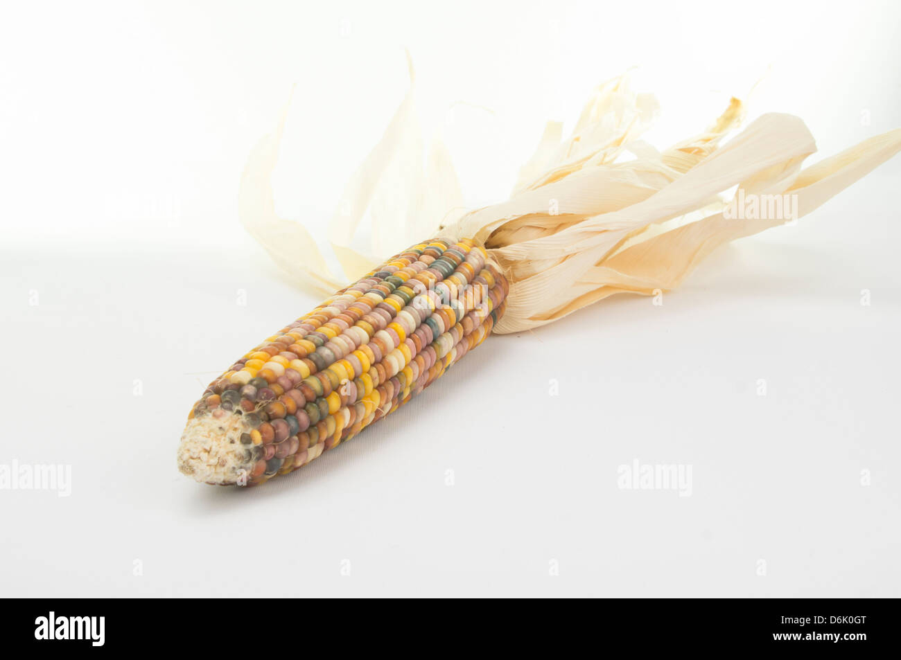 Studio shot of Indian Corn (maize) isoalted on white background with ...