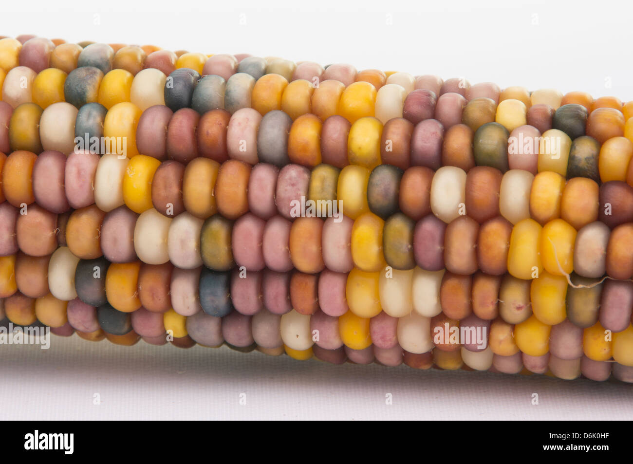 Studio shot of Indian Corn (maize) isolated on white background with ...