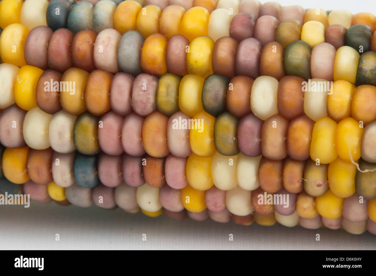Studio shot of Indian Corn (maize) isolated on white background with ...