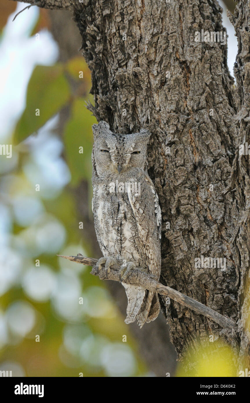 African Scops Owl Otus senegalensis Photographed in Kgalagadi National ...