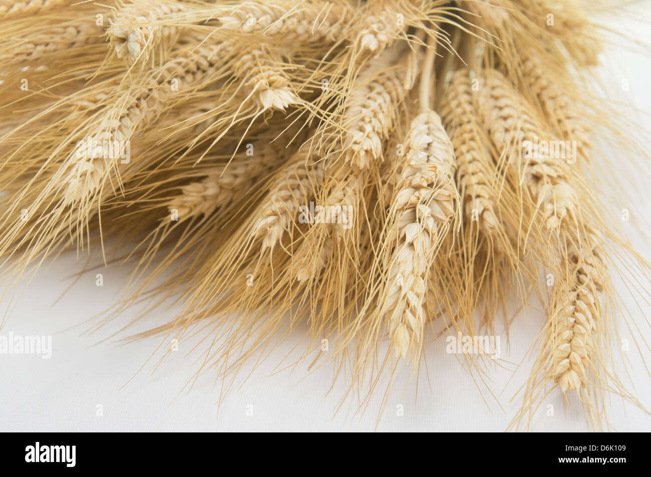 Studio close up shot of bundle of wheat isolated on white background ...