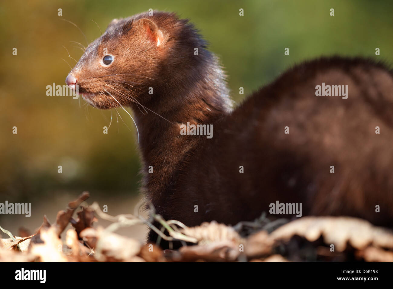 Captive setting hi-res stock photography and images - Alamy